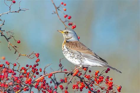List Of Birds That Start With F Pictures And Facts