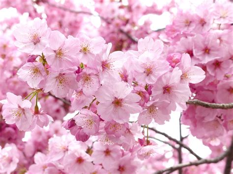 Free Images Tree Nature Branch Sky White Leaf Flower Petal
