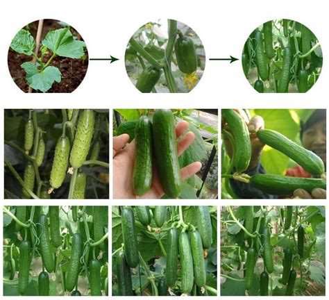 High Yield Chinese Vegetable Hybrid F1 Green Cucumber Seeds China Price
