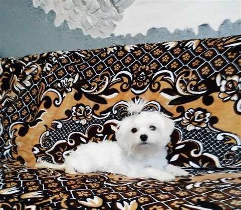 Мальтийская болонка Bichon Maltese