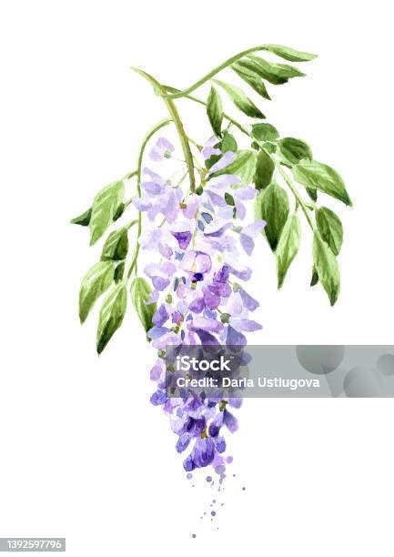 보라색 분홍색 블루 위스테리아 꽃 가지가 꽃을 피운다 손으로 그린 수채화 그림 흰색 배경에 고립 수채화에 대한 스톡 벡터 아트 및 기타 이미지 Istock