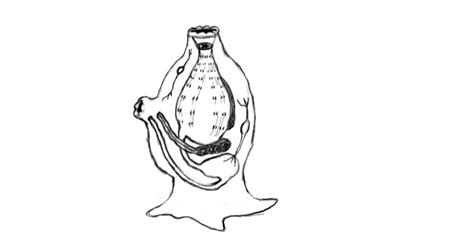 Tunicate Adult 2 Diagram Quizlet