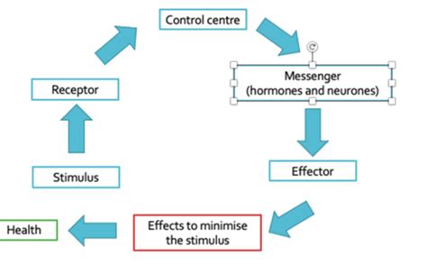 Homeostasis 2 Flashcards Quizlet