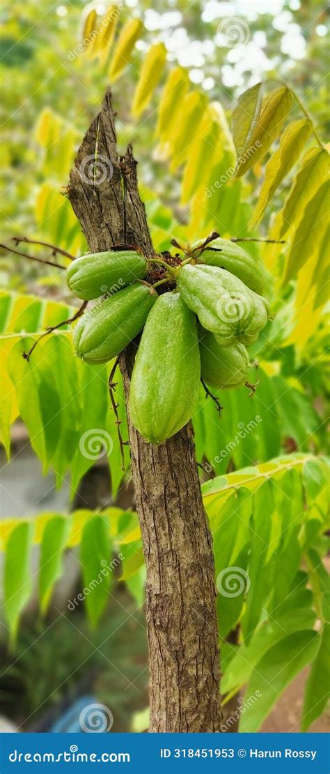 Averrhoa Bilimbi Tree Trunk With Many Green Fruits In The Shape Of