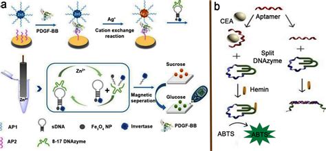 A Illustrative Process Of The Colorimetric Pgm Based Dnazyme Aptasensor Download Scientific