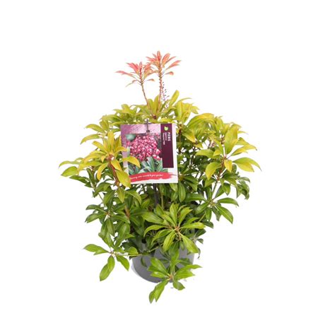 Pieris Jap Passion Nieuwelaar Van Der Mee