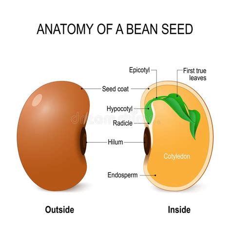 Plant Science Earth Science Science Art Biology Diagrams Biology Plants Bean Plant Bean