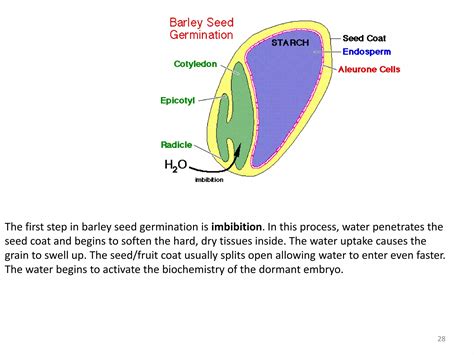Plant Embryo Development Pptx