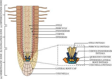 Cortex Of Root Tip