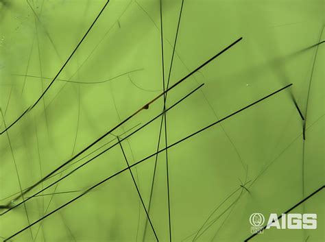 Inclusions In Peridot In Ruby Inclusions In Sapphire Inclusions In