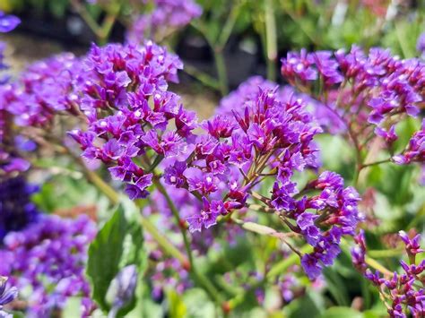 Limonium Perezii Wholesale Nursery Nurseries In Melbourne