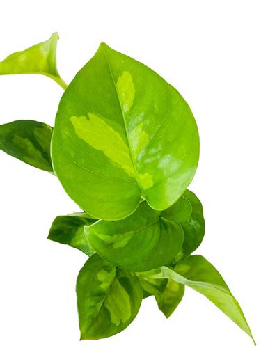 Epipremnum ‘aureum Plant The Jungle