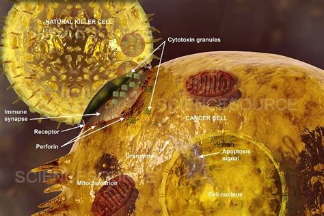 Immune Synapse Illustration Stock Image Science Source Images