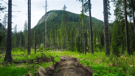 Forest Logging Stock Image Image Of Deforestation Road 269822141