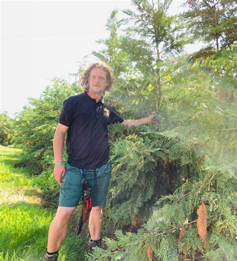 Cypress Leyland The Online Tree Shop