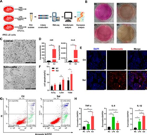 Figure 1 From The Metabolic Pathway Of Bile Secretion Is Vulnerable To