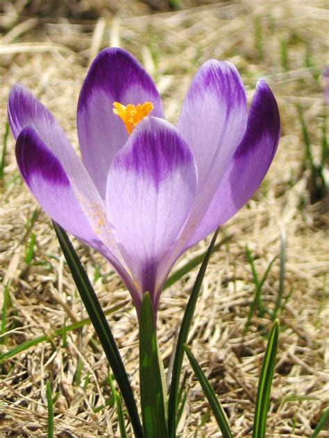 Krokus Spiski Crocus Scepusiensis 5 Szt FlowersBulbs Cebulki Kwiatowe
