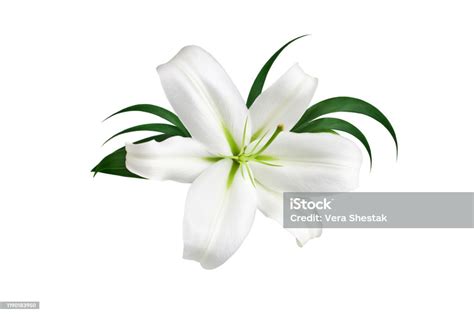 흰색 배경에 녹색 잎이있는 하나의 큰 흰색 백합 꽃은 닫아 아름다운 릴리 꽃 패턴 장식 디자인 요소 인사말 카드 장식 우아한 결혼식 초대 장식 0명에 대한 스톡 사진 및