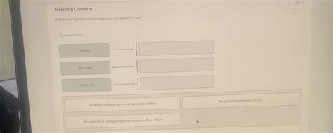 Solved Matching QuestionMatch Each Type Of Surface Extension Chegg Com