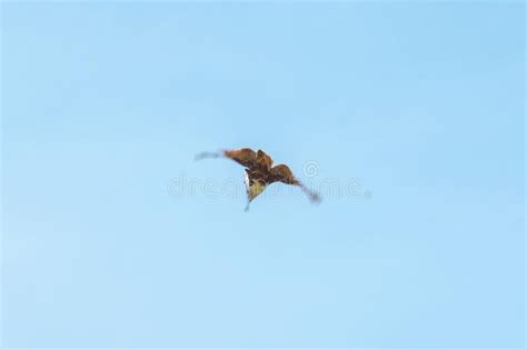 Haliastur Indus Is Flying Out For Prey Stock Image Image Of Juvenile