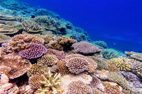 2450 Dump Truck Loads Of Sediment Stopped From Entering The Reef