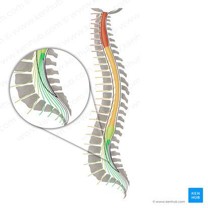 Spinal Nerves Anatomy Roots And Function Kenhub
