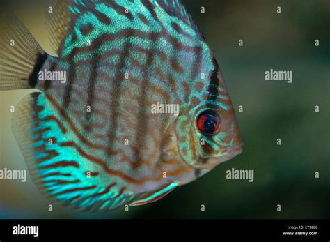 Royal Blue Discus Fish