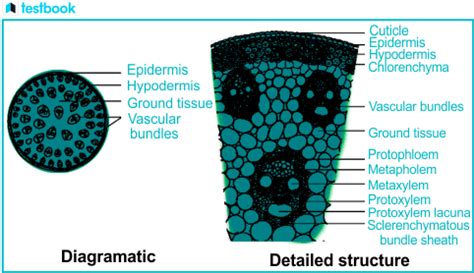 Preparation And Study Of Transverse Section Of Dicot And Monocot Roots And Stems