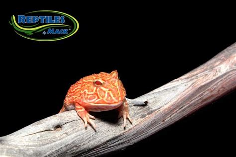 Pacman Frog Care Sheet Reptiles By Mack