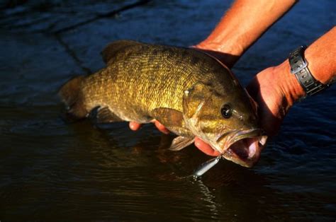 When Do Smallmouth Bass Spawn Season And Times Revealed
