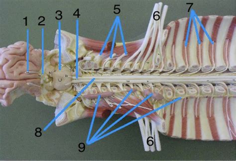 Spinal Cord Model Diagram Quizlet