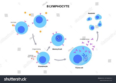 B Cell Activation Diagram Process Recognizing Stock Vector Royalty