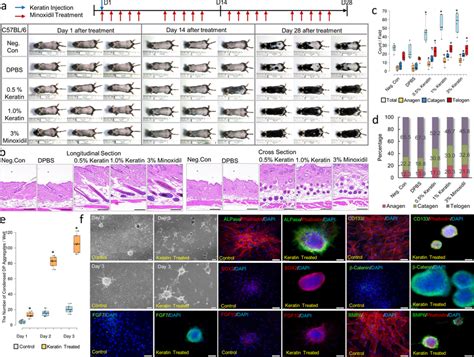 Intradermal injection of human hair-derived keratin with different ...