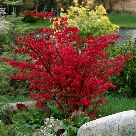 Euonymus Alatus Compactus