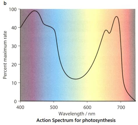 Xanthophyll Absorption Spectrum
