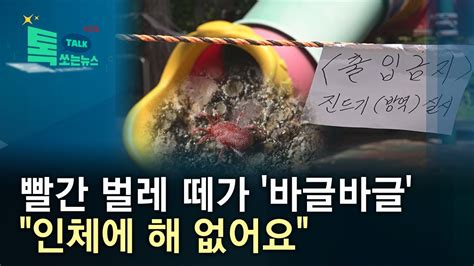빨간 벌레 떼가 바글바글…인체에 해 없어요 Hcn충북방송 Youtube