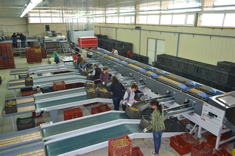 sorting grading processing line for kiwi processing sorting grading