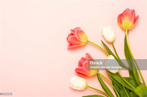 고립 된 분홍색 배경에 분홍색과 흰색 튤립의 꽃다발 봄 휴일 엽서 3 월 8 일 어머니의 날의 개념 배너 플랫 레이 상단 보기