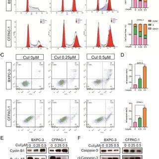 CuI Arrested The PDAC Cell Cycle In The G2 M Phase And Induced