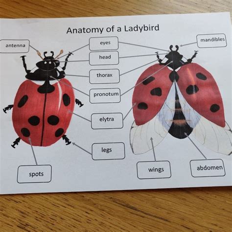 Ladybug Anatomy Diagram
