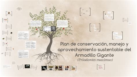 Plan De Conservación Manejo Y Aprovechamiento Sustentable D By On Prezi