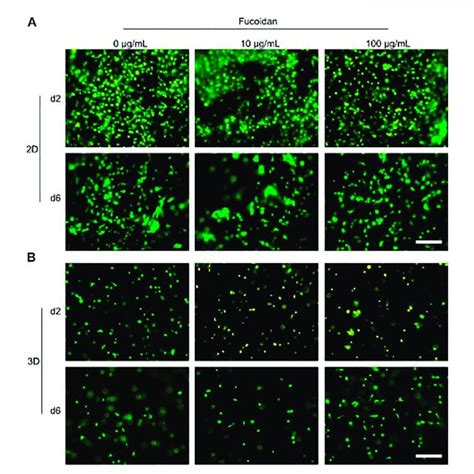 The Anti Angiogenic Potential Of Fucoidan Reproduced With Permission