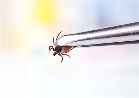 About Lyme Disease • Minnesota Lyme Association