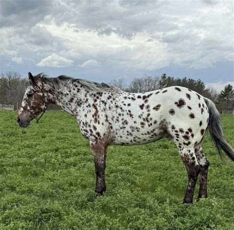Kind Willing And Seasoned 8 Yr Old Leopard Appaloosa Gelding