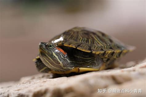半水龟和水龟有什么区别一文搞懂半水龟水龟拟水龟的概念 知乎