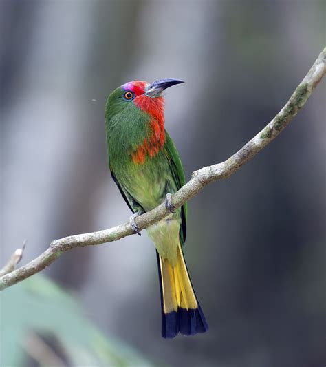 Red Bearded Bee Eater Nyctyornis Amictus