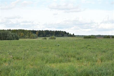 Fields Of Green Grass Forest Areas Blue Sky In The Clouds Summer