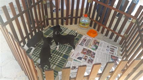 Feira De Adoção De Cães E Gatos Será Realizada Neste Sábado Em Içara
