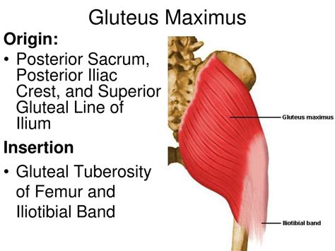 Gluteus Maximus Origin Insertion Action Nerve Supply
