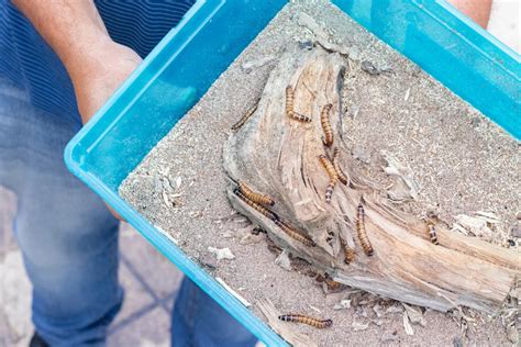 Complementar La Alimentación De Los Colombianos A Base De Insectos